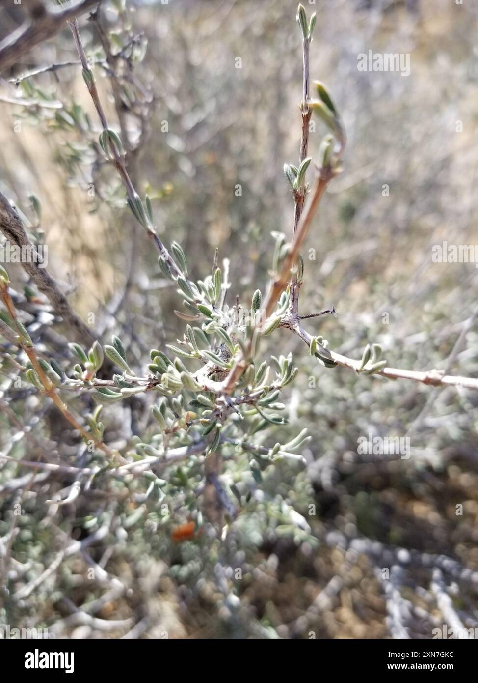 Blackbrush hi-res stock photography and images - Alamy