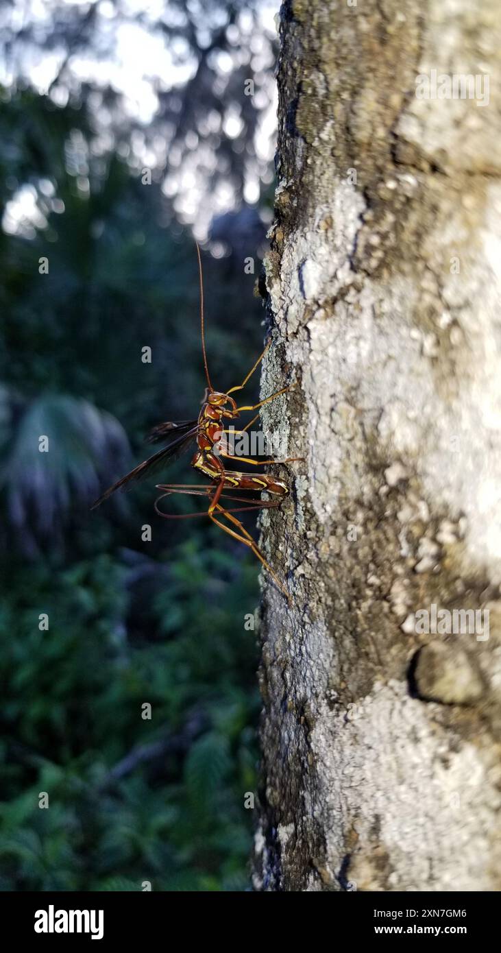 Long-tailed Giant Ichneumonid Wasp (Megarhyssa macrurus macrurus ...