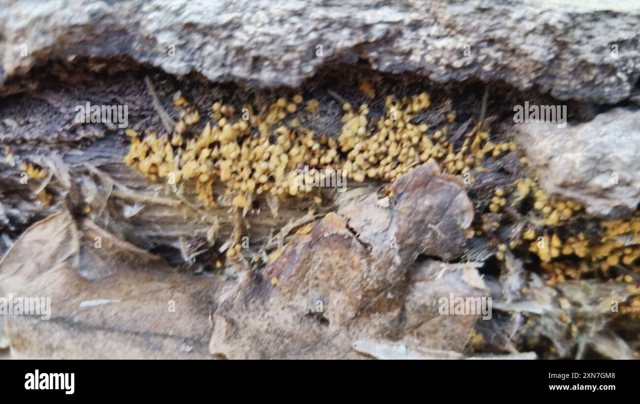 Push Pin Slime Mold (Hemitrichia calyculata) Protozoa Stock Photo - Alamy