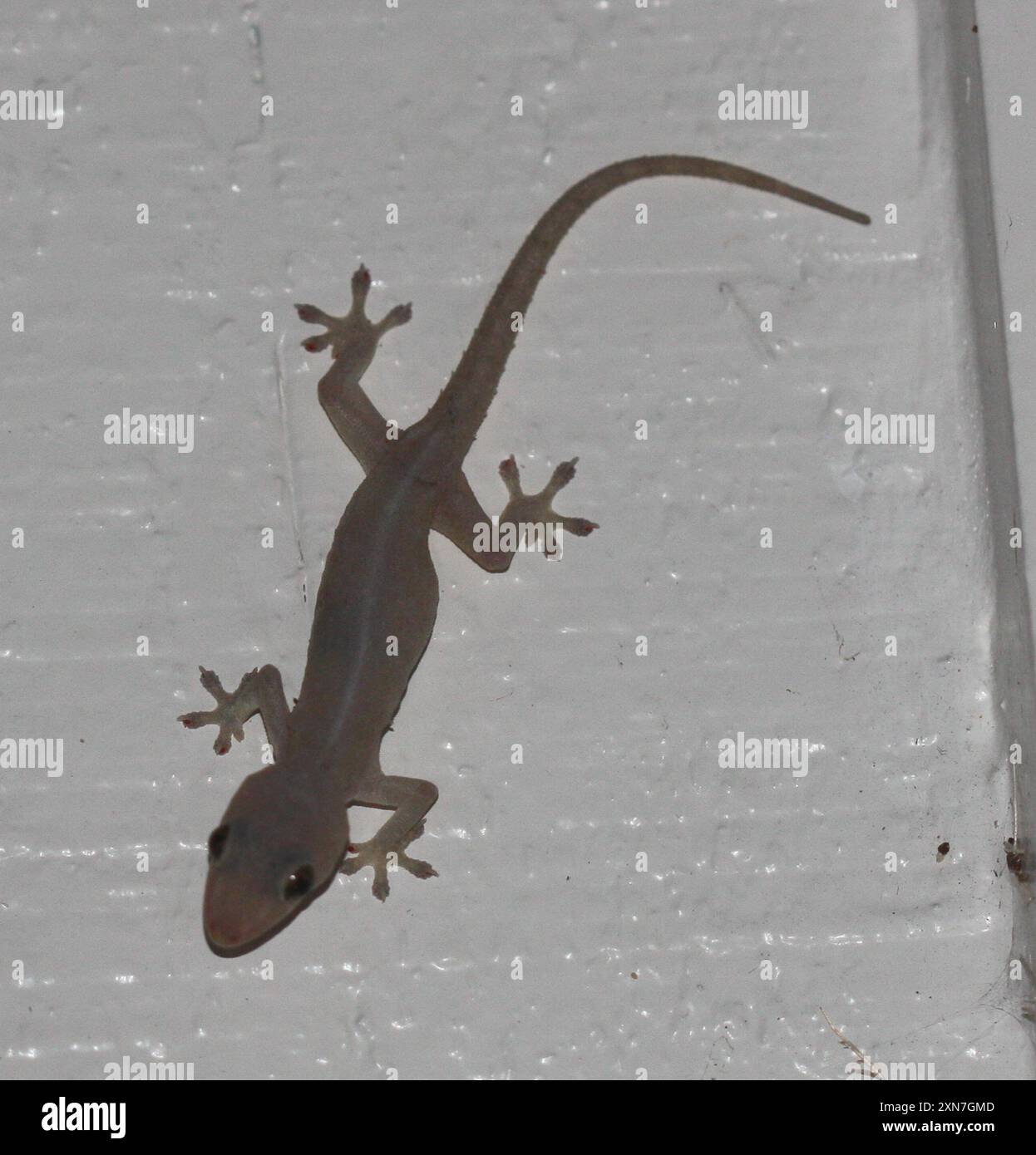 Asian House Gecko (Hemidactylus frenatus) Reptilia Stock Photo - Alamy