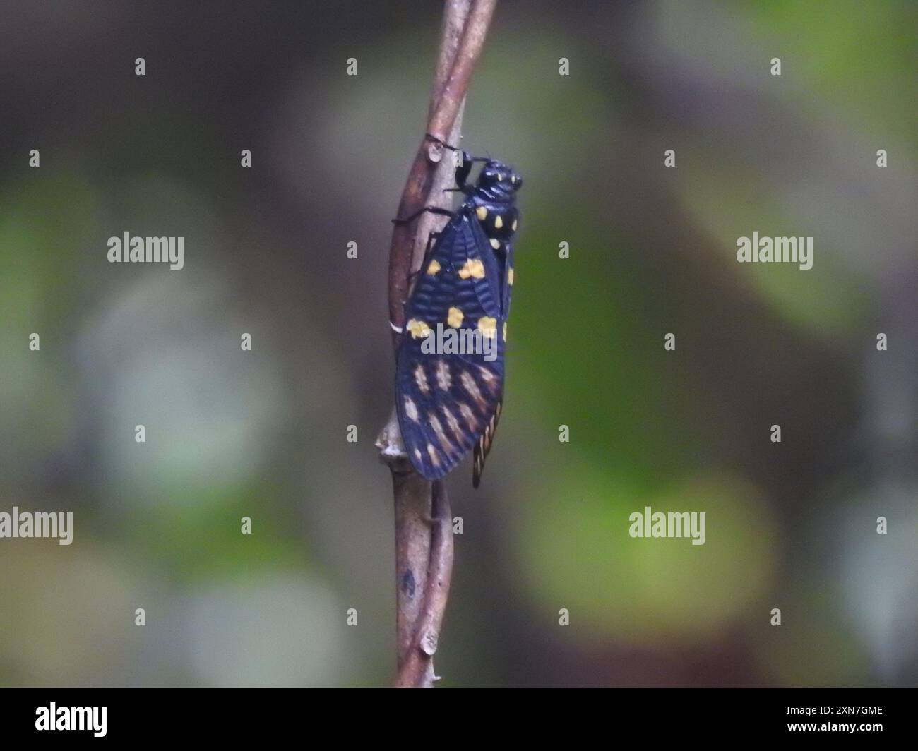 Speckled Black Cicada (Gaeana maculata) Insecta Stock Photo - Alamy