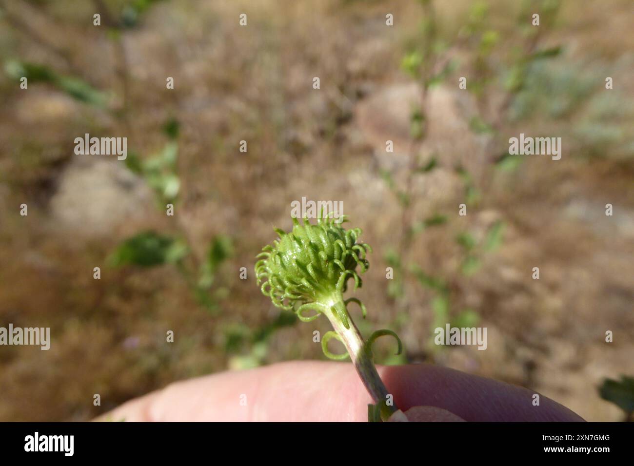 Great Valley gumweed (Grindelia camporum) Plantae Stock Photo - Alamy