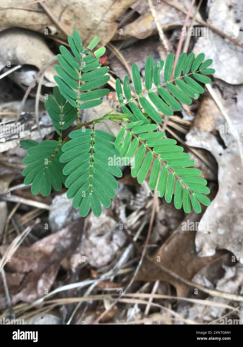 sensitive pea (Chamaecrista nictitans) Plantae Stock Photo - Alamy