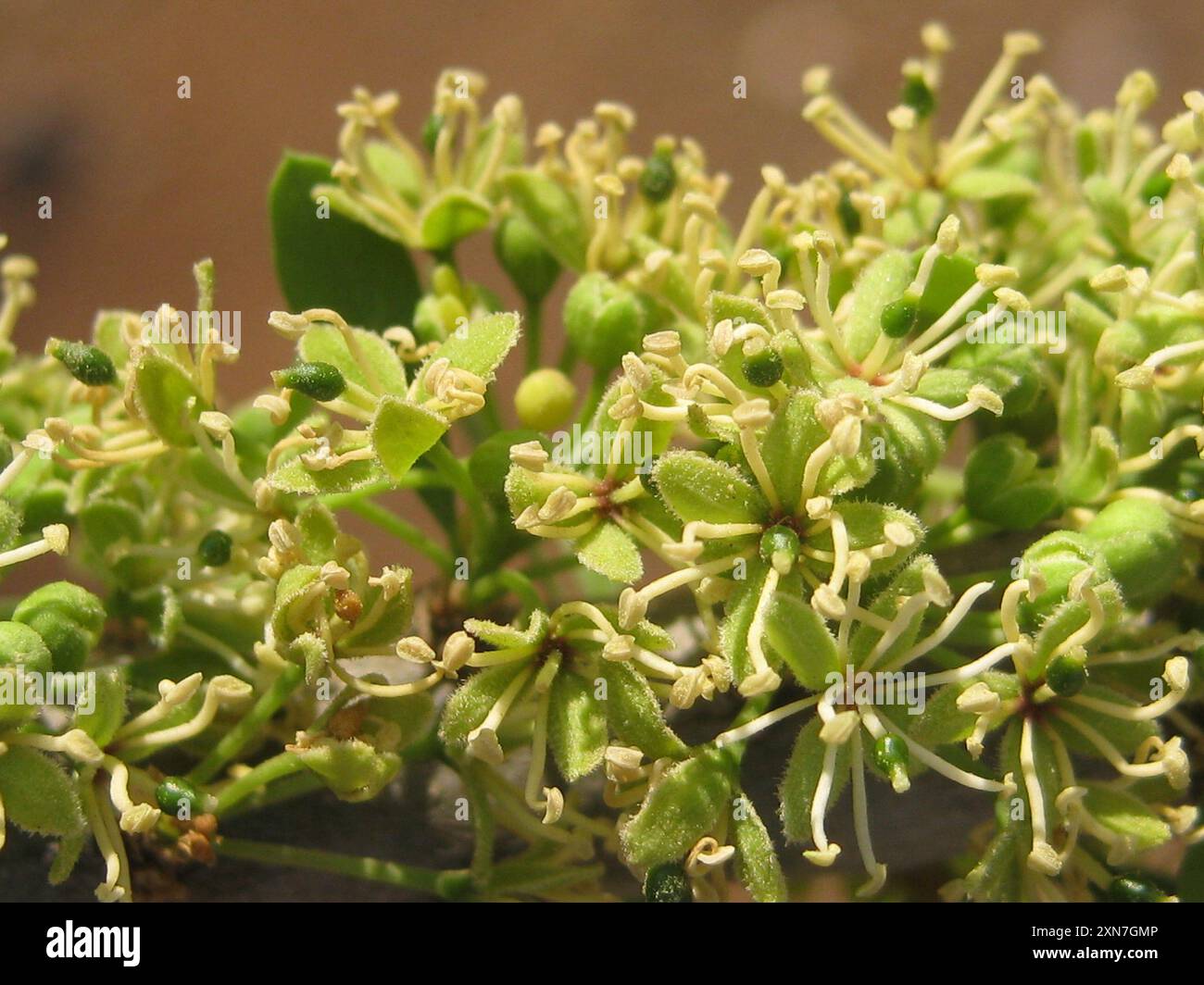 Stink Shepherdstree (Boscia foetida) Plantae Stock Photo - Alamy