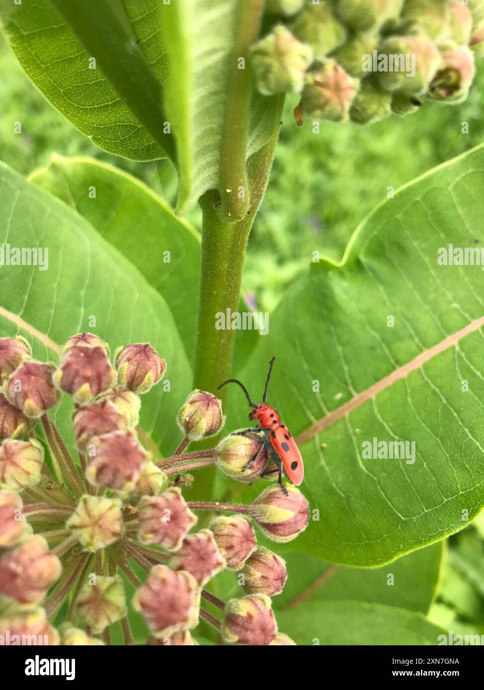 Red Milkweed Beetle (Tetraopes tetrophthalmus) Insecta Stock Photo - Alamy