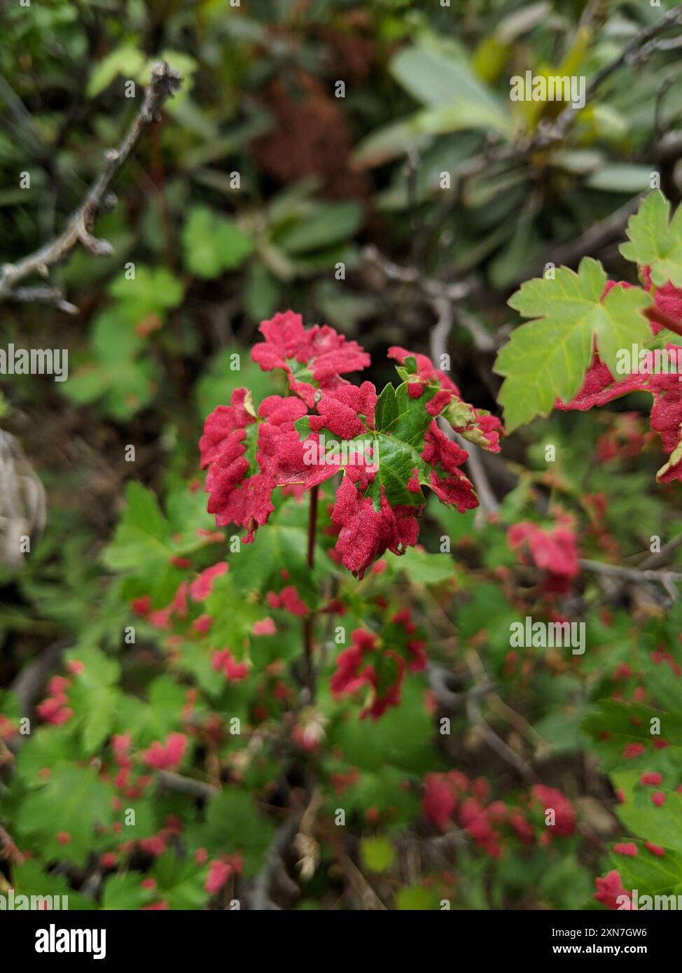 Rocky Mountain Maple Felt Mite (Aceria calaceris) Arachnida Stock Photo ...