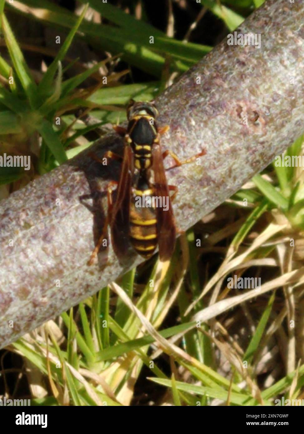 Asian Paper Wasp (Polistes chinensis) Insecta Stock Photo - Alamy