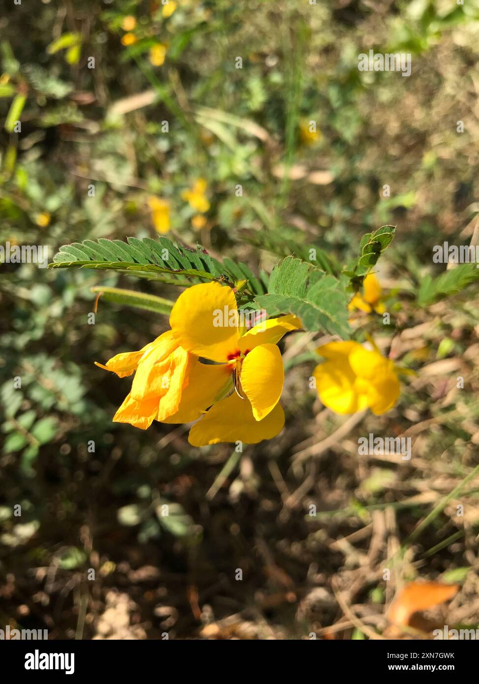 partridge pea (Chamaecrista fasciculata) Plantae Stock Photo - Alamy