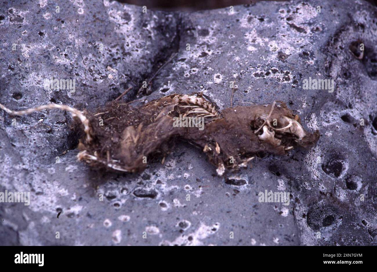 Galápagos Rice Rat (Aegialomys galapagoensis) Mammalia Stock Photo - Alamy
