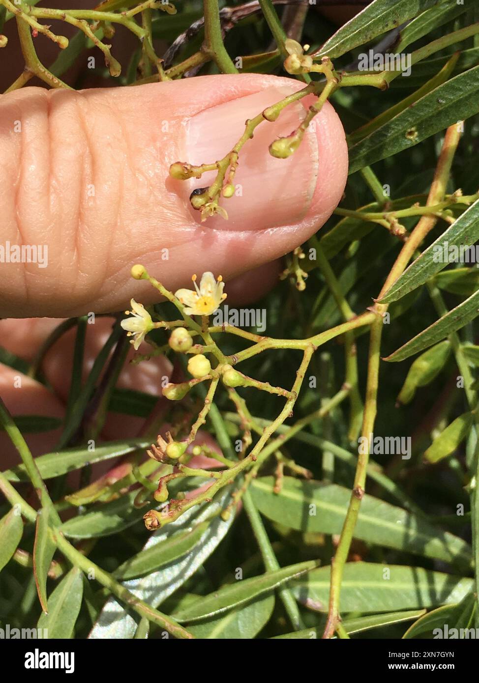 Peruvian Pepper Tree (Schinus molle) Plantae Stock Photo - Alamy