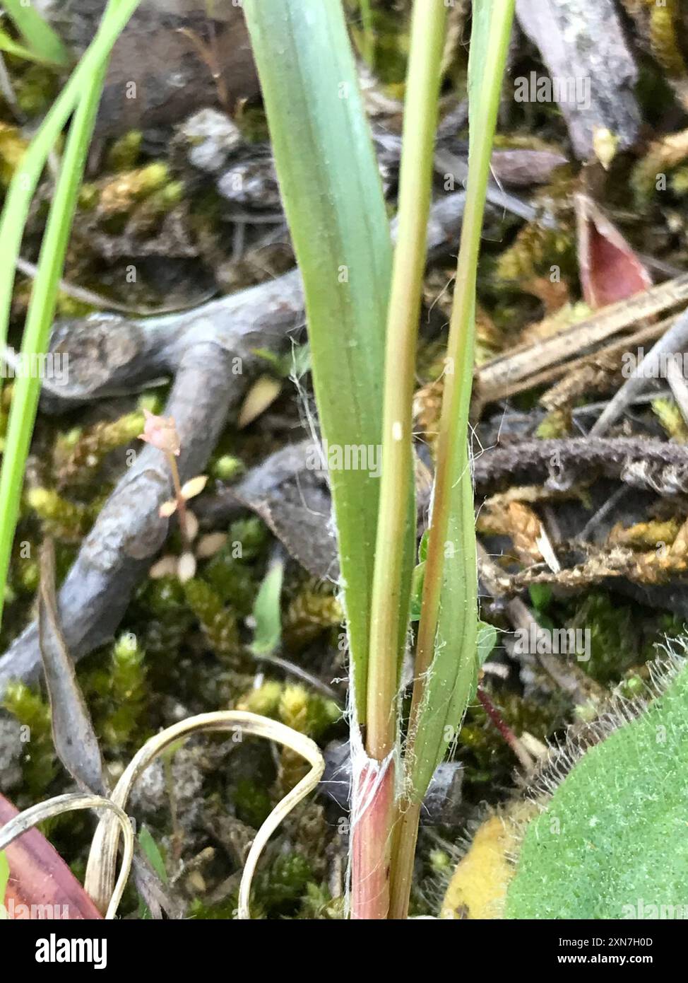 common heath woodrush (Luzula multiflora multiflora) Plantae Stock ...