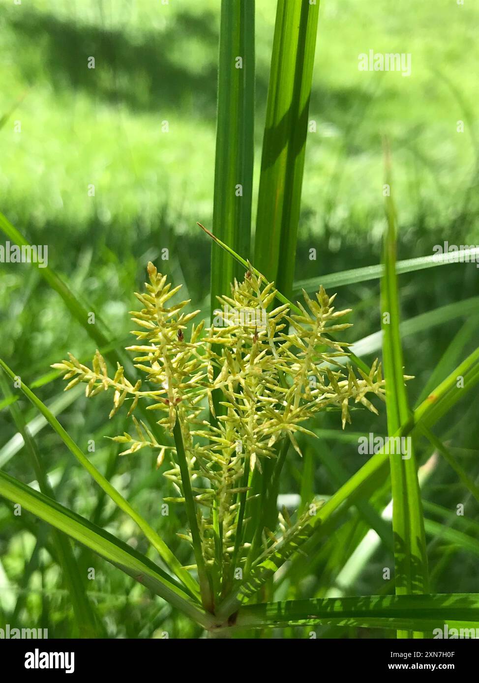 yellow nutsedge (Cyperus esculentus) Plantae Stock Photo - Alamy