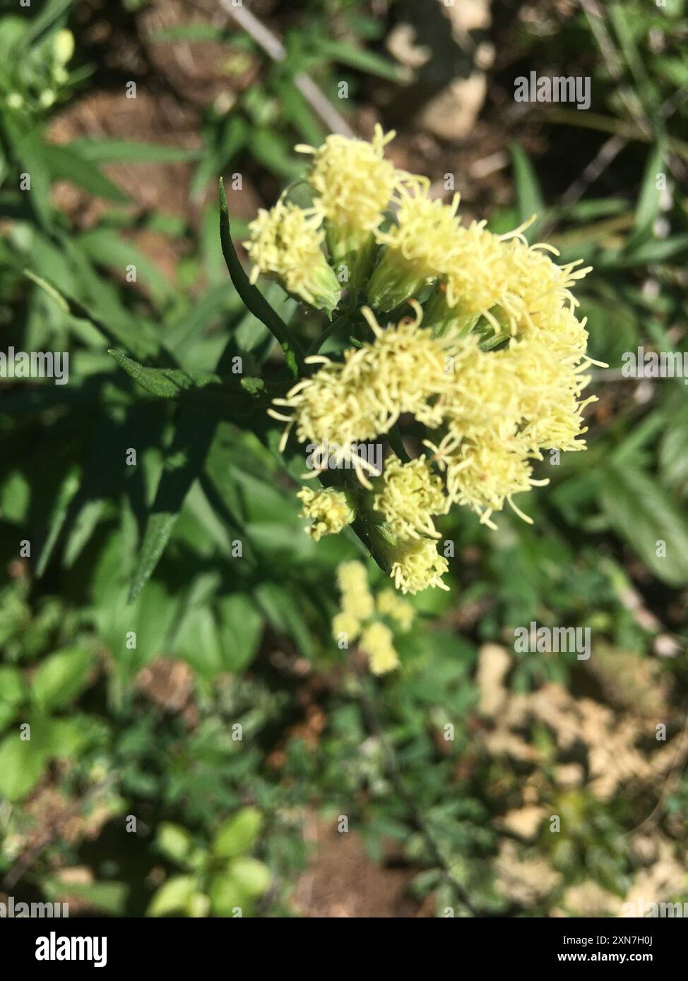 False Boneset (Brickellia eupatorioides) Plantae Stock Photo - Alamy