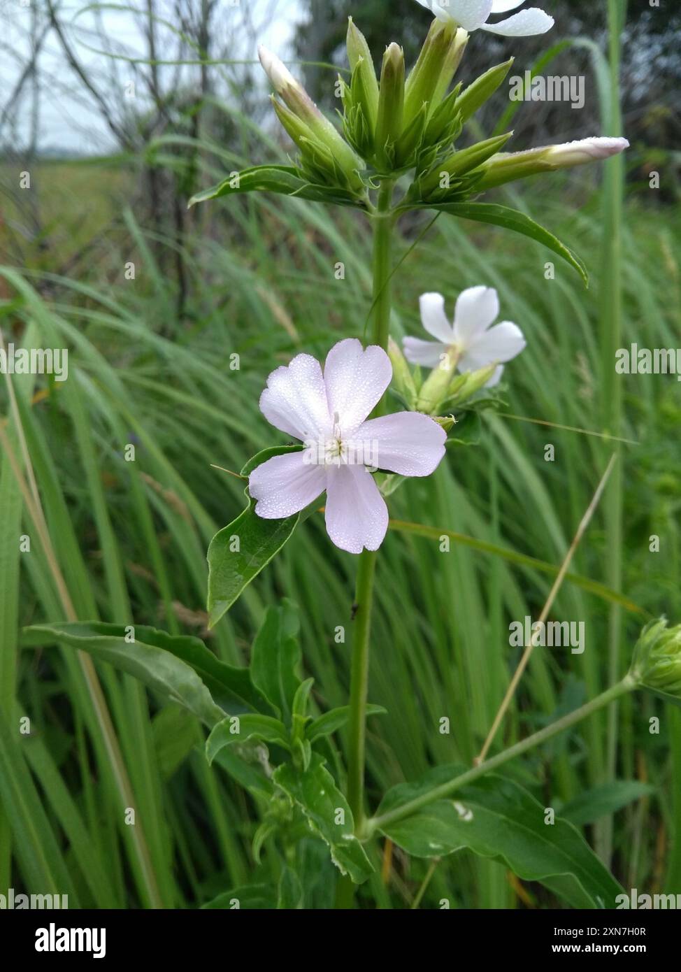 common soapwort (Saponaria officinalis) Plantae Stock Photo - Alamy
