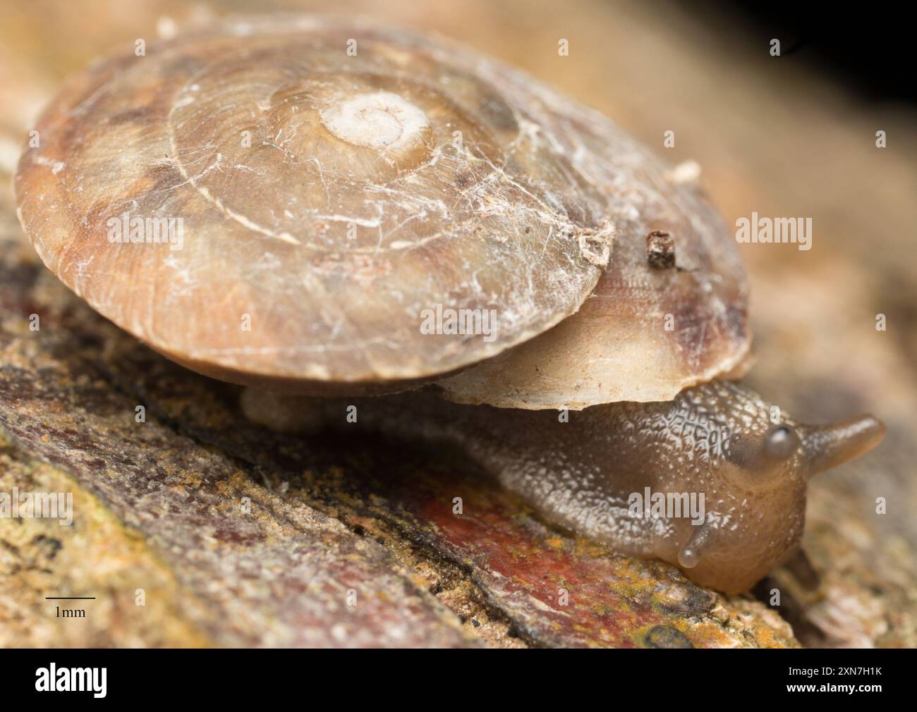 Lapidary Snail (Helicigona lapicida) Mollusca Stock Photo - Alamy