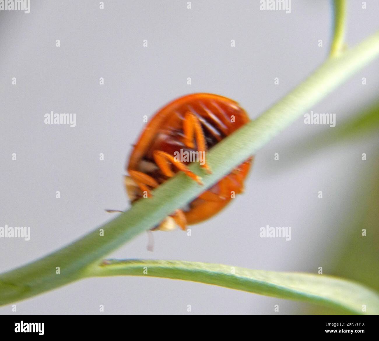 Asian Lady Beetle (Harmonia axyridis) Insecta Stock Photo - Alamy