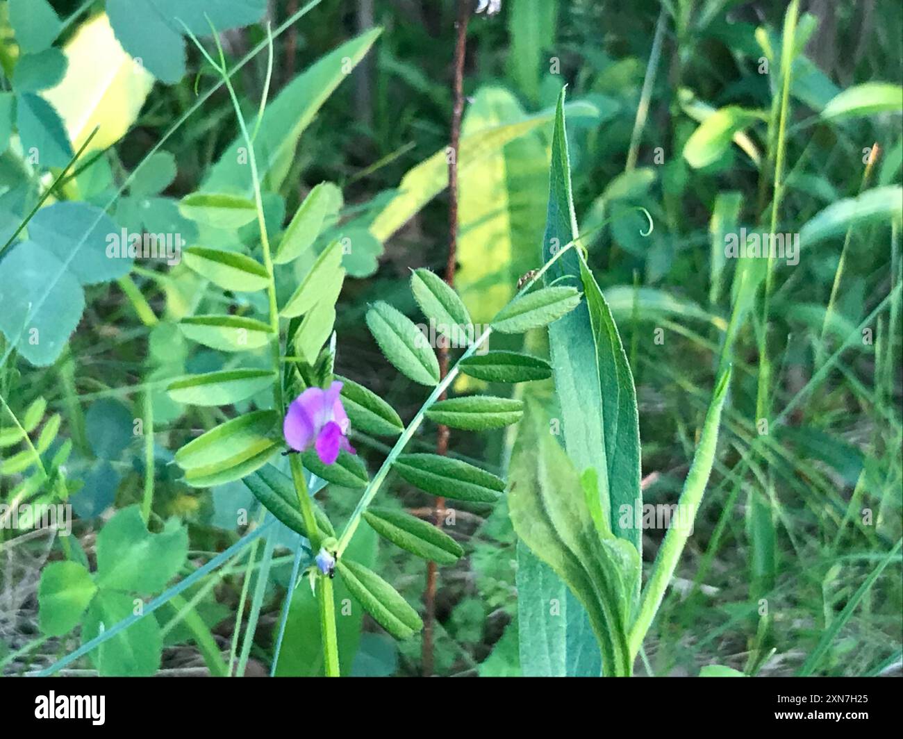 Common Vetch (Vicia sativa) Plantae Stock Photo - Alamy