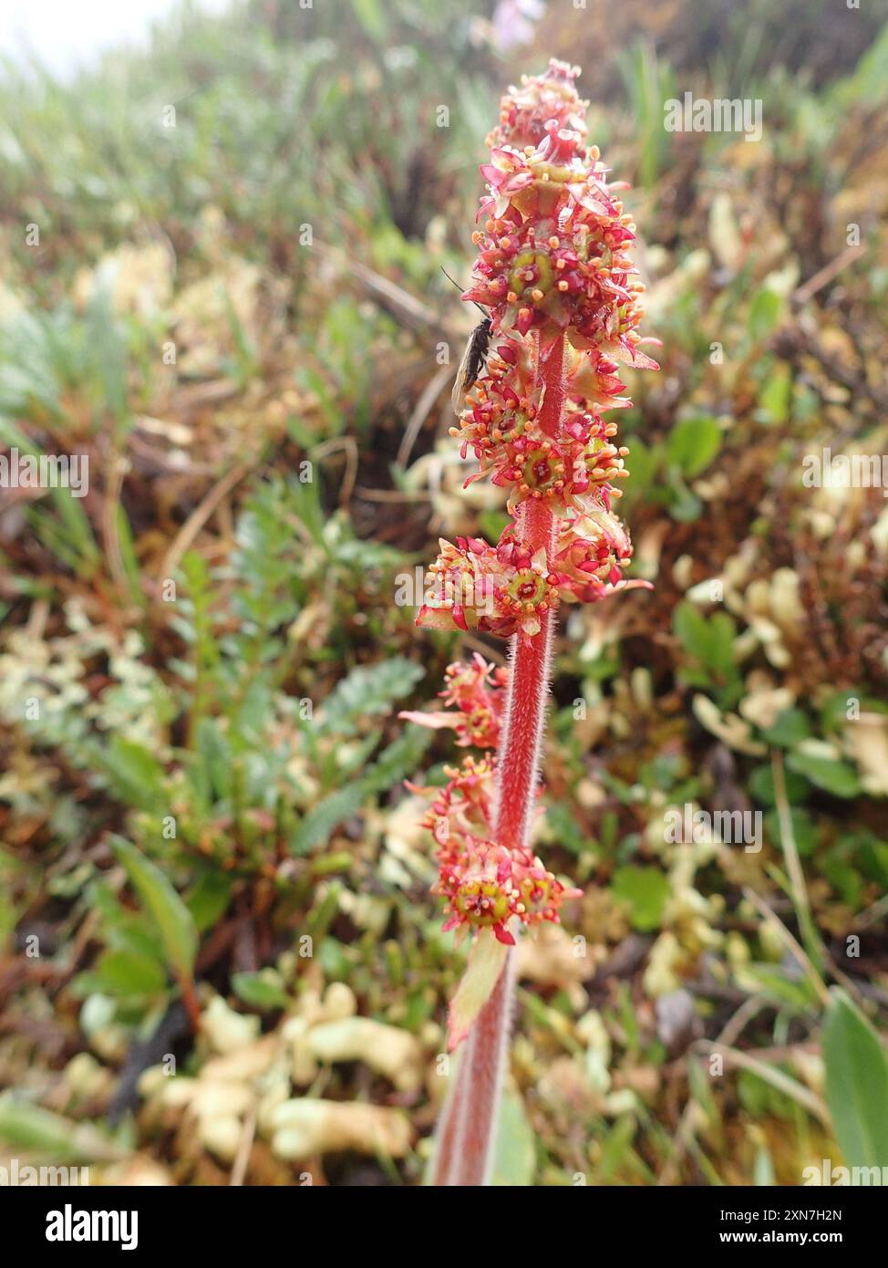 Stiff stem hi-res stock photography and images - Alamy