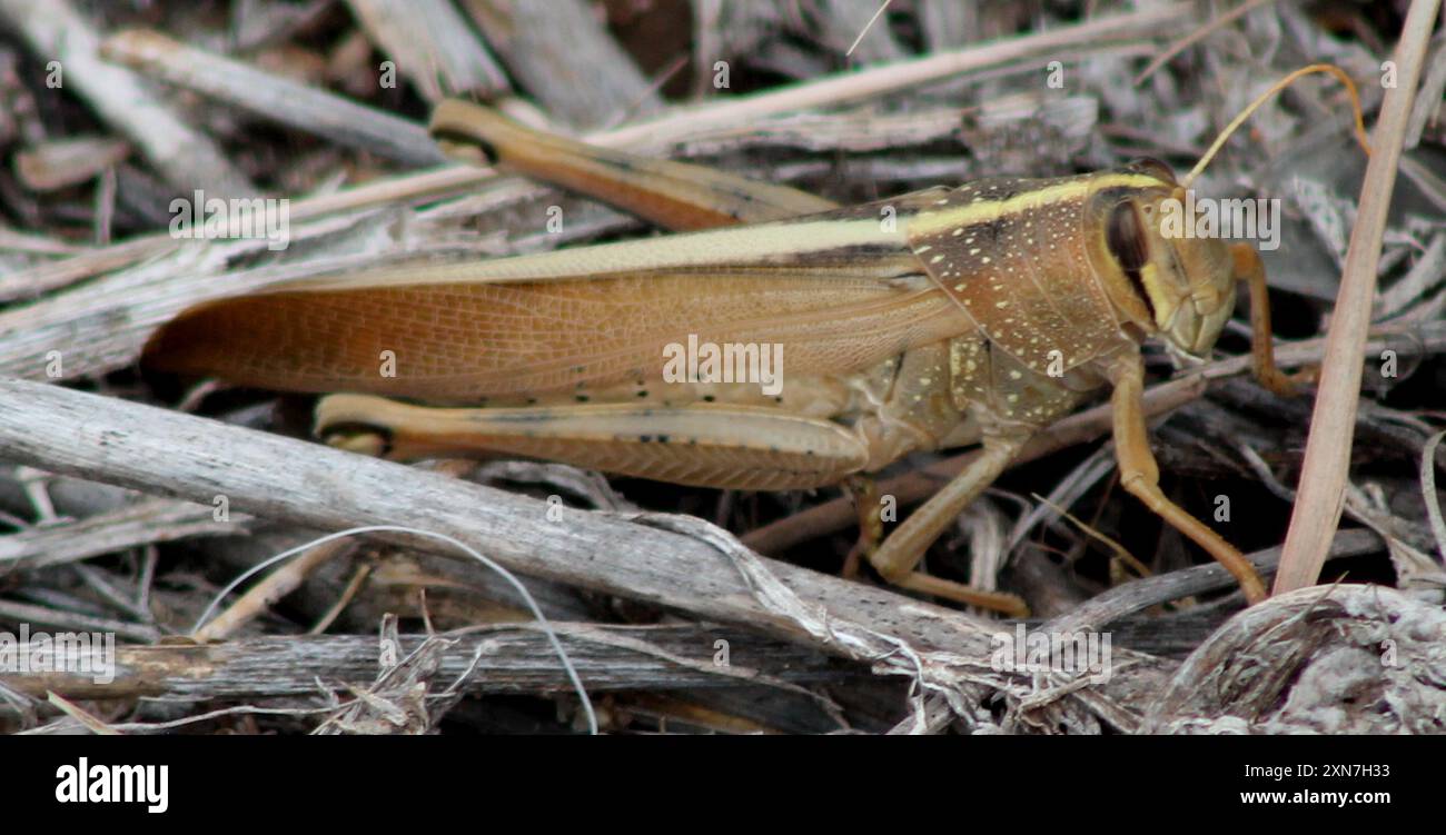 Spotted Bird Grasshopper (Schistocerca lineata) Insecta Stock Photo - Alamy