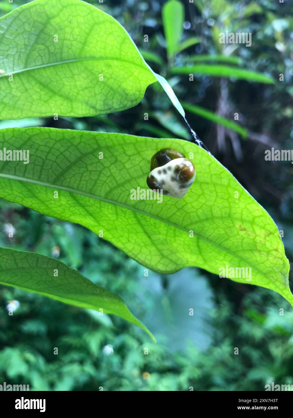Lesser Bird-dropping Spider (Cyrtarachne bufo) Arachnida Stock Photo ...