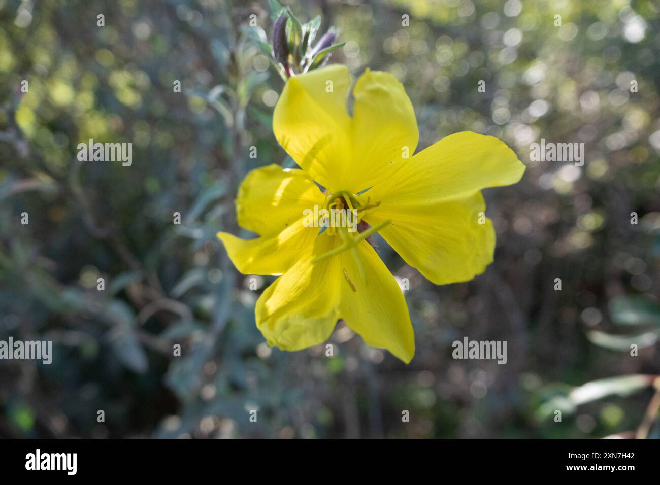 tall evening primrose (Oenothera elata) Plantae Stock Photo - Alamy