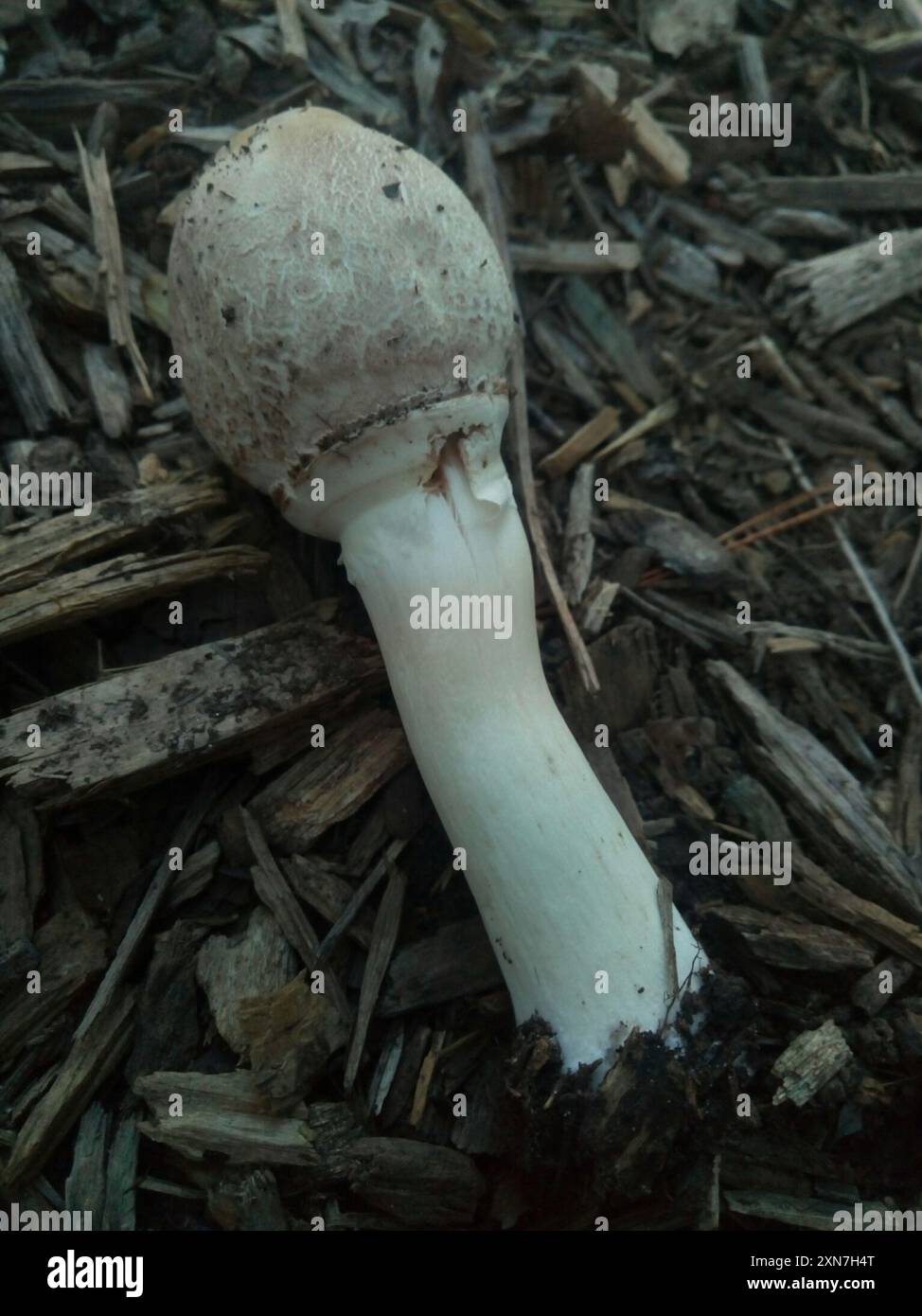 green-spored parasol (Chlorophyllum molybdites) Fungi Stock Photo - Alamy