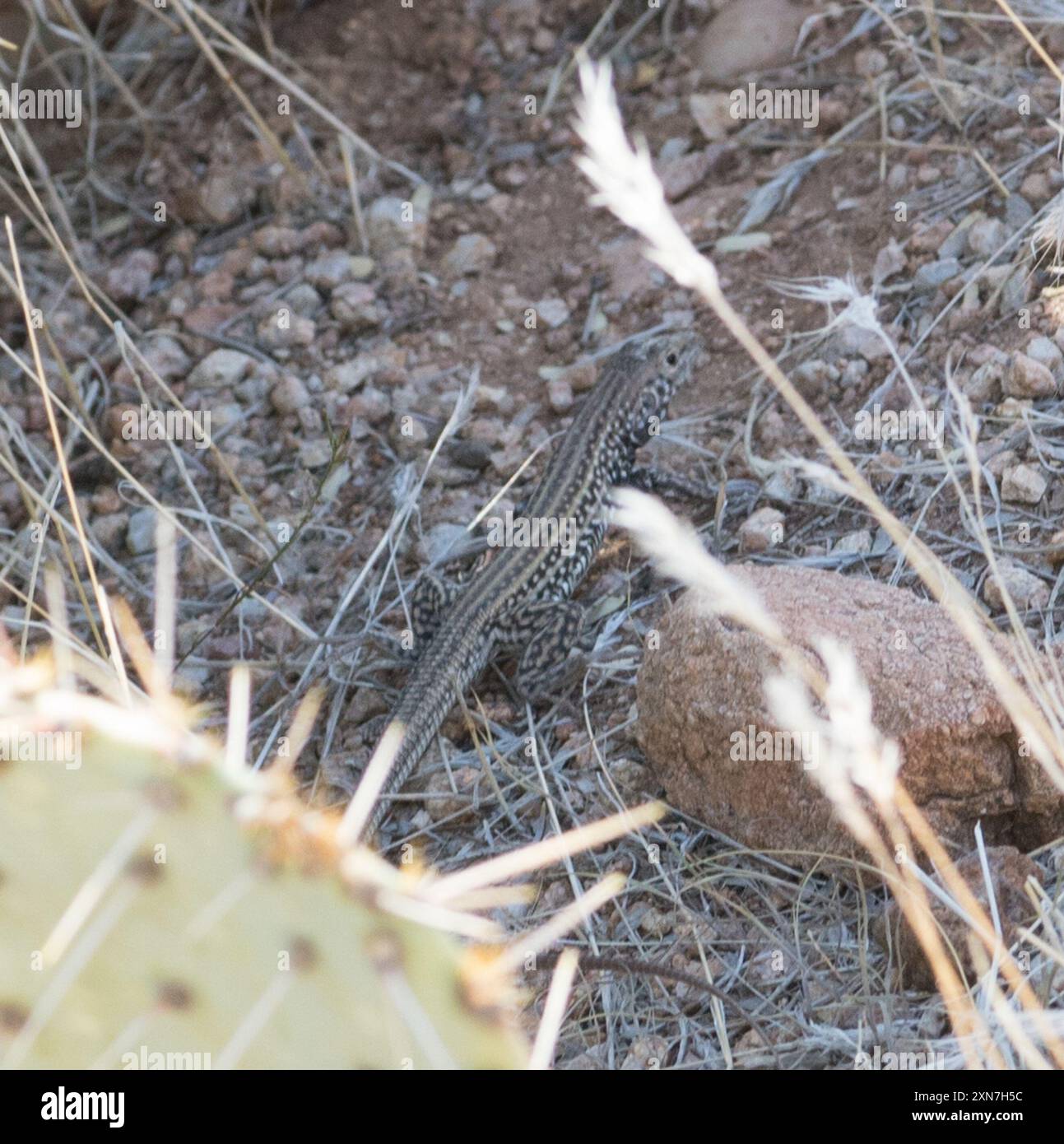 Western Whiptail (Aspidoscelis tigris) Reptilia Stock Photo - Alamy
