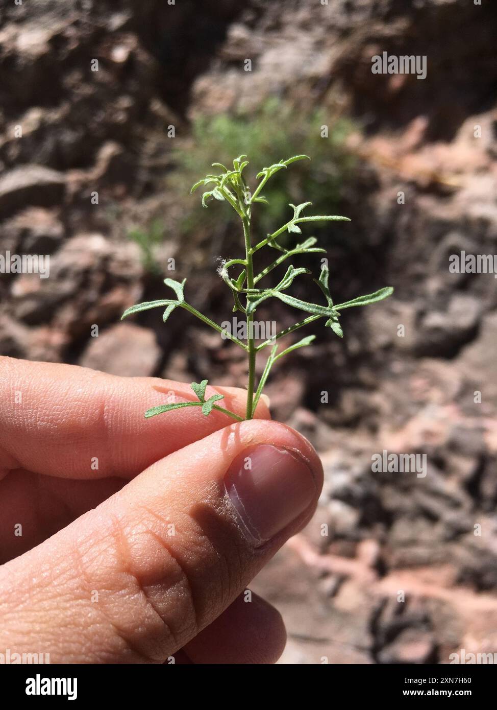 New Mexico Rockdaisy (Perityle staurophylla) Plantae Stock Photo - Alamy