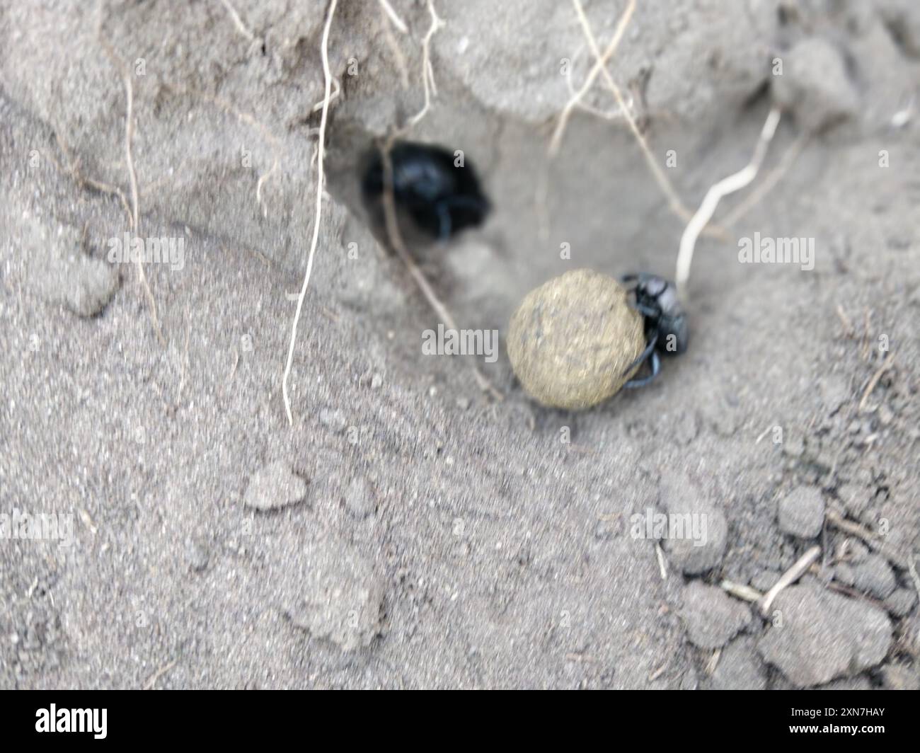Dung Rollers (Canthon) Insecta Stock Photo - Alamy