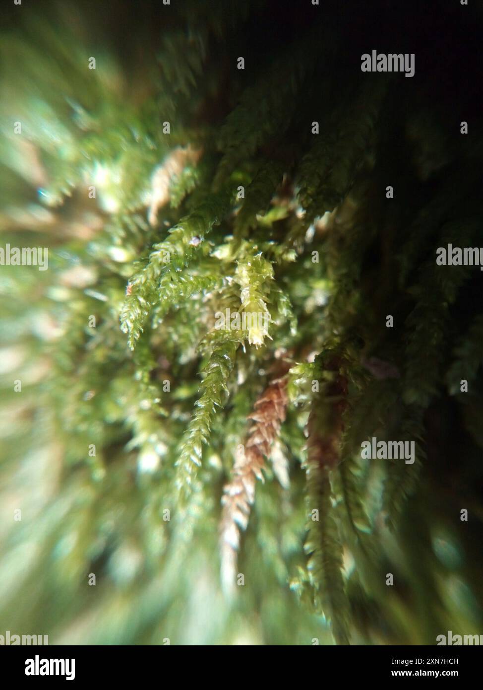 joint-toothed mosses (Bryopsida) Plantae Stock Photo - Alamy