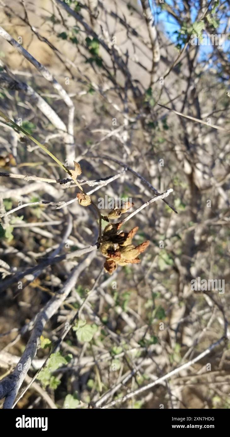 southern coastal bushmallow (Malacothamnus fasciculatus) Plantae Stock ...