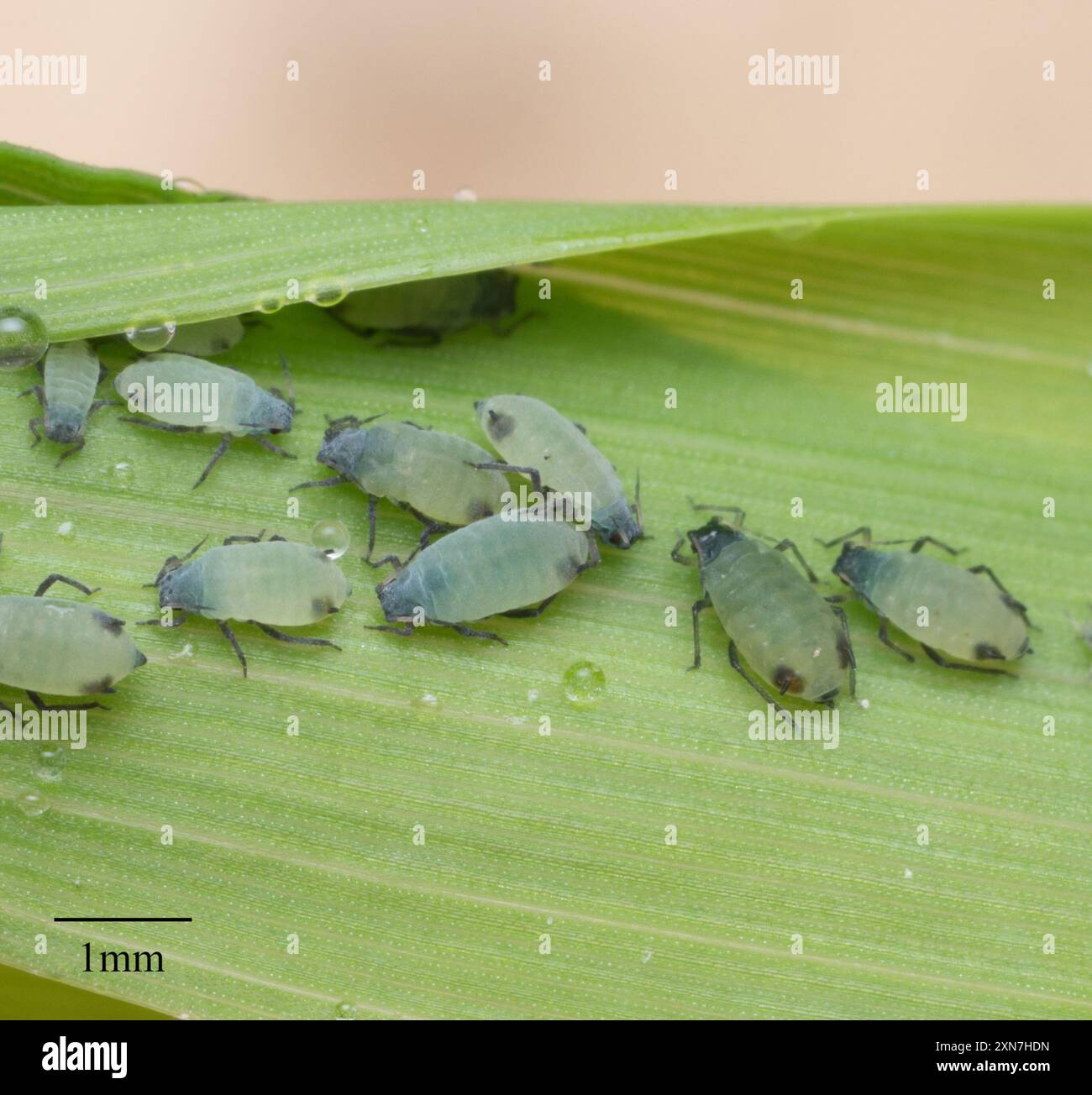 Corn leaf aphid hi-res stock photography and images - Alamy