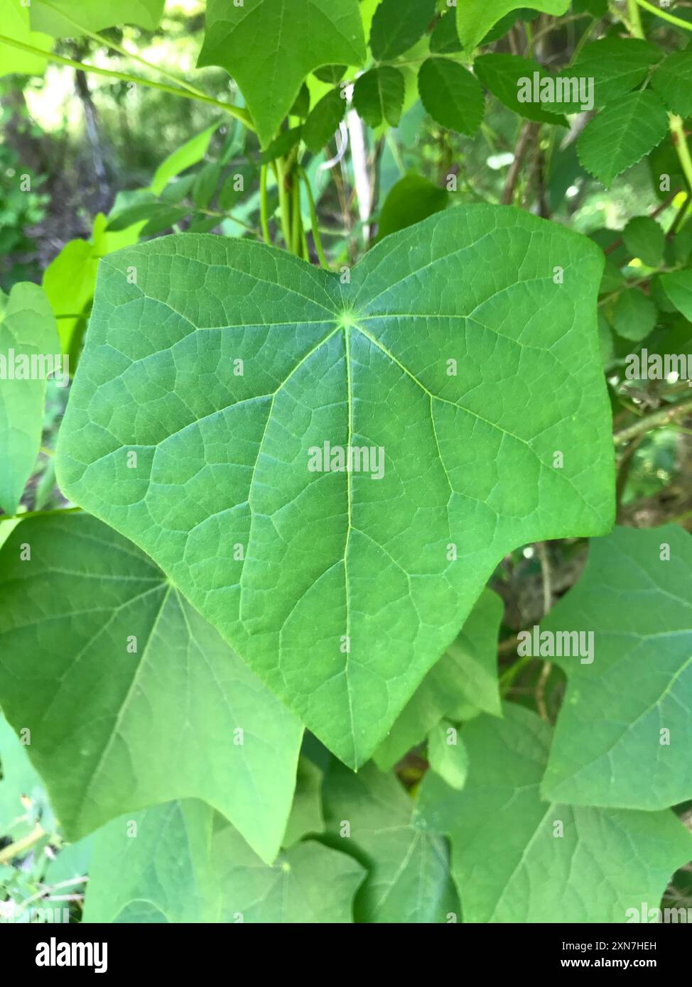 moonseed (Menispermum canadense) Plantae Stock Photo - Alamy