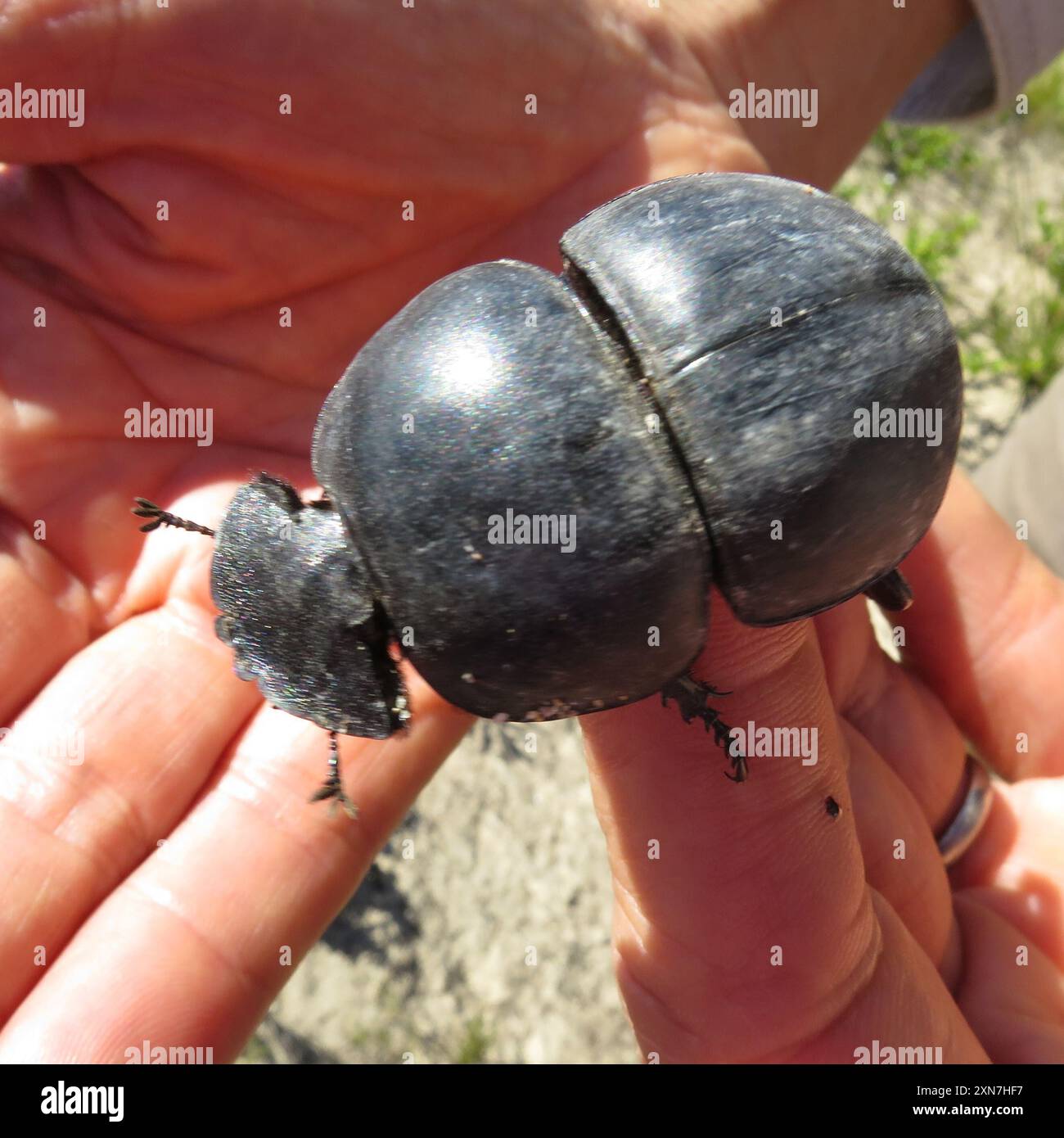 Cape Flightless Dung Beetle (Circellium bacchus) Insecta Stock Photo ...