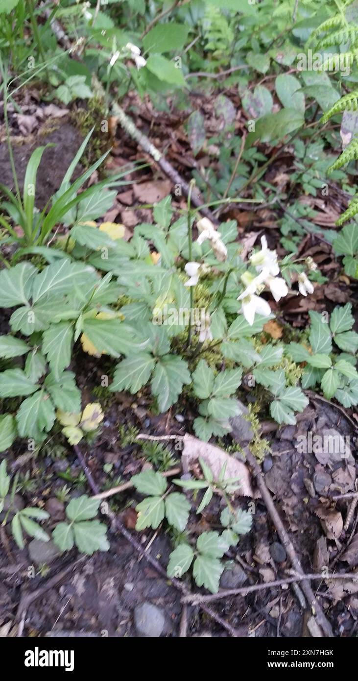 Two-leaved Toothwort (Cardamine diphylla) Plantae Stock Photo - Alamy