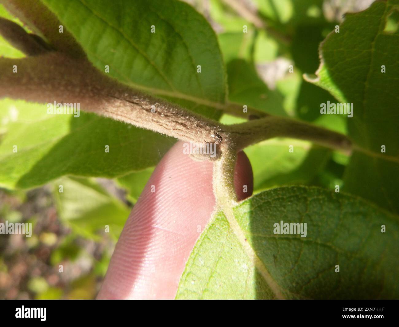 Bigleaf Snowbell (Styrax grandifolius) Plantae Stock Photo - Alamy
