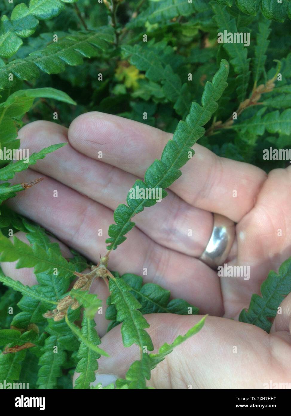 sweetfern (Comptonia peregrina) Plantae Stock Photo - Alamy