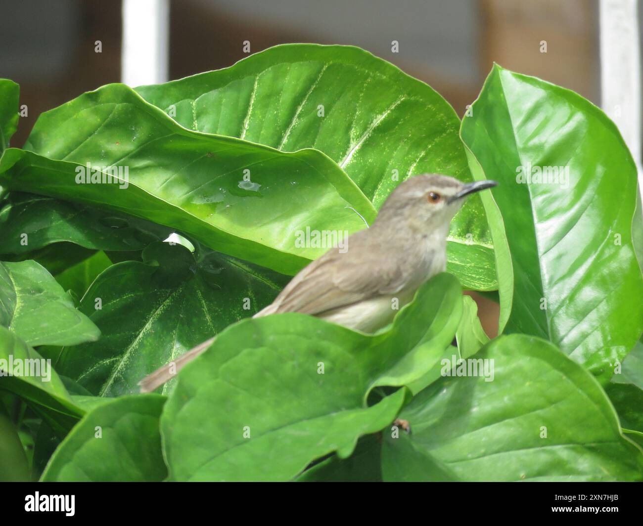 Tawny-flanked Prinia (Prinia subflava) Aves Stock Photo - Alamy