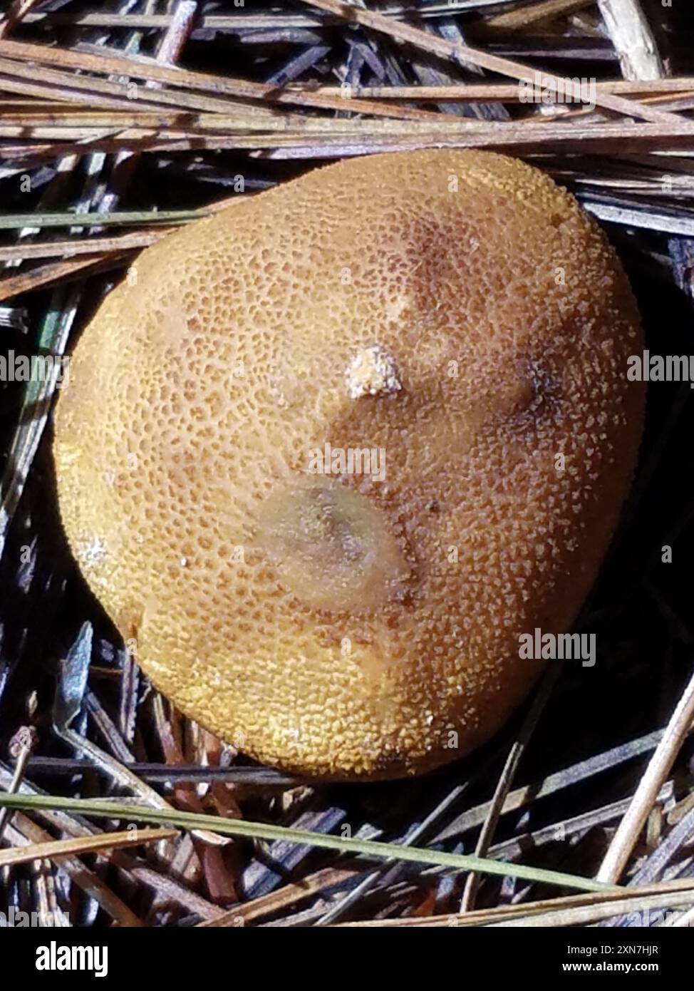 boletes (Boletaceae) Fungi Stock Photo - Alamy