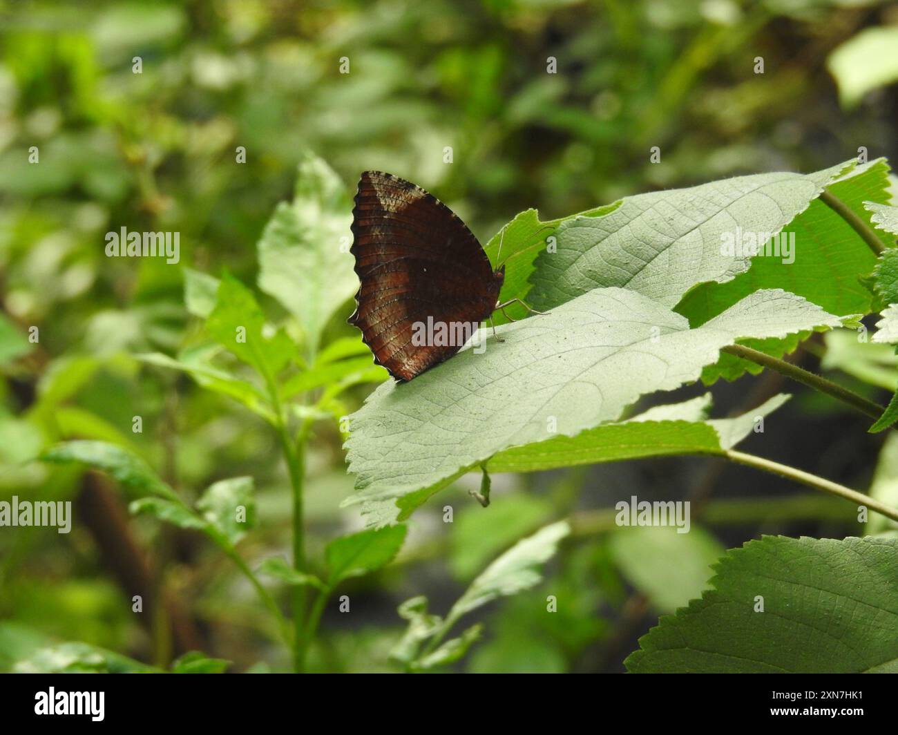 Common Palmfly (Elymnias hypermnestra) Insecta Stock Photo - Alamy
