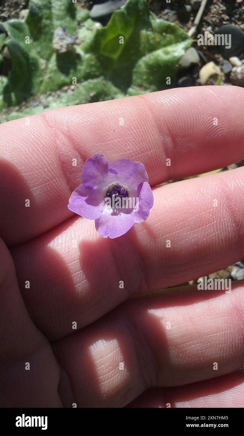 Fiesta Flower (Pholistoma auritum) Plantae Stock Photo - Alamy