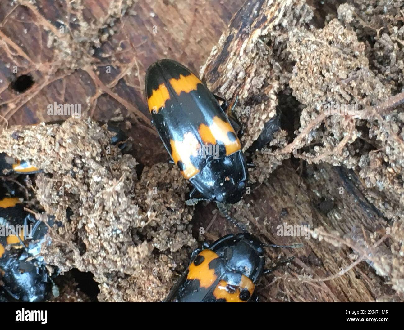 Red-banded Fungus Beetle (Megalodacne fasciata) Insecta Stock Photo - Alamy