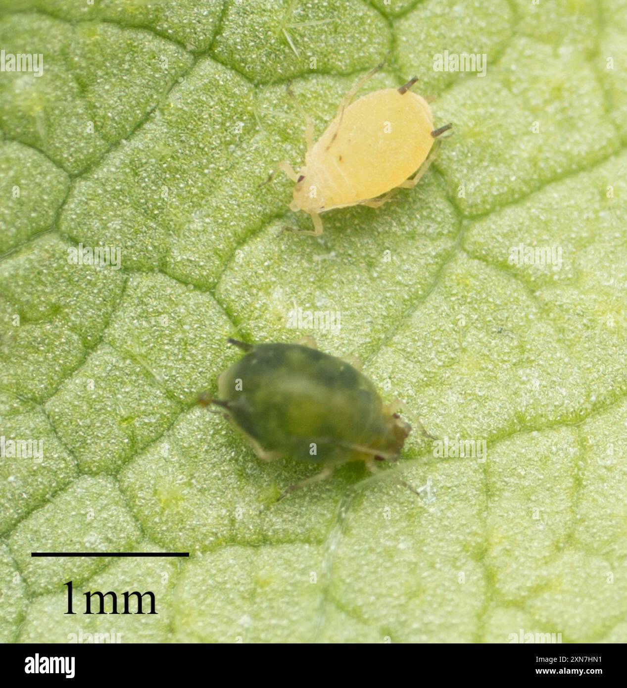 Melon aphid hi-res stock photography and images - Alamy