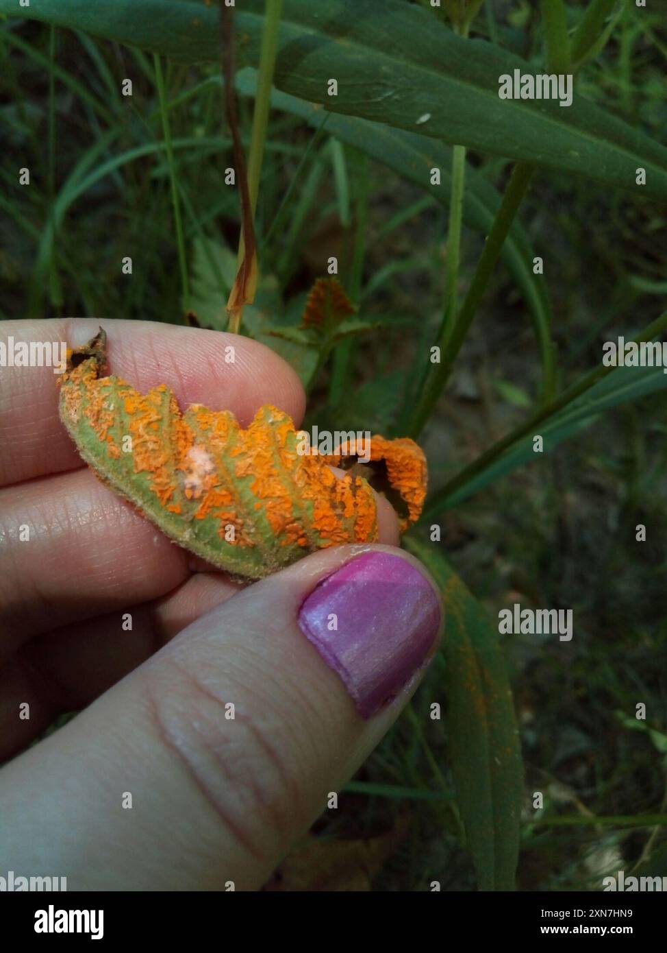 blackberry orange rust (Gymnoconia peckiana) Fungi Stock Photo - Alamy