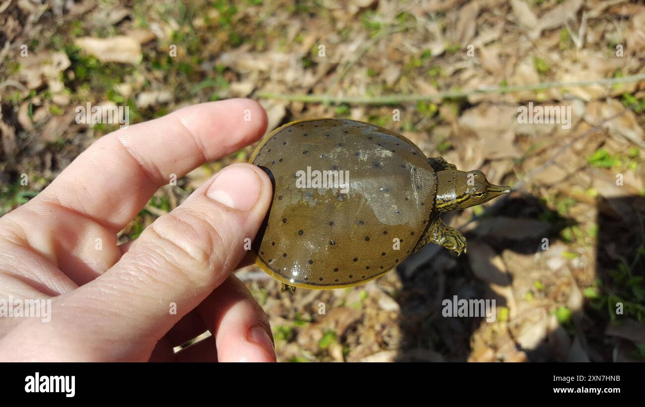 Eastern Spiny Softshell (Apalone spinifera spinifera) Reptilia Stock ...