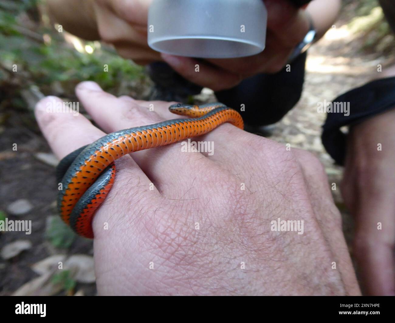 Pacific Ringneck Snake (Diadophis punctatus amabilis) Reptilia Stock ...
