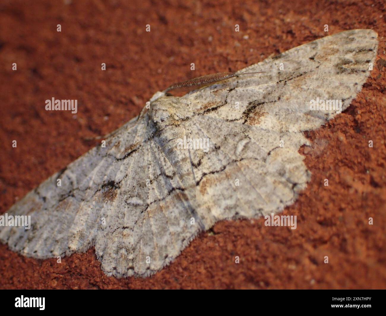 Brown-shaded Gray (Iridopsis defectaria) Insecta Stock Photo - Alamy