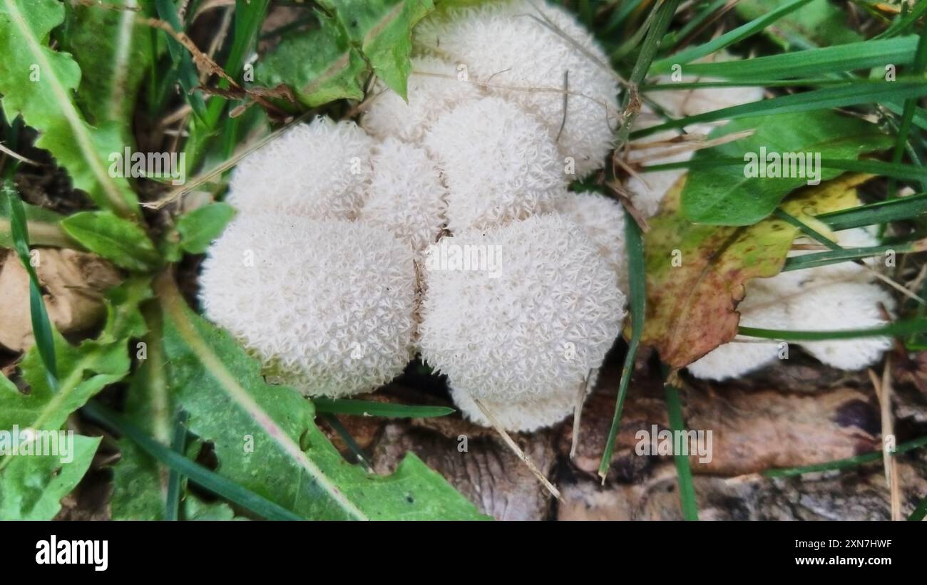 Curtis's Puffball (Lycoperdon curtisii) Fungi Stock Photo - Alamy