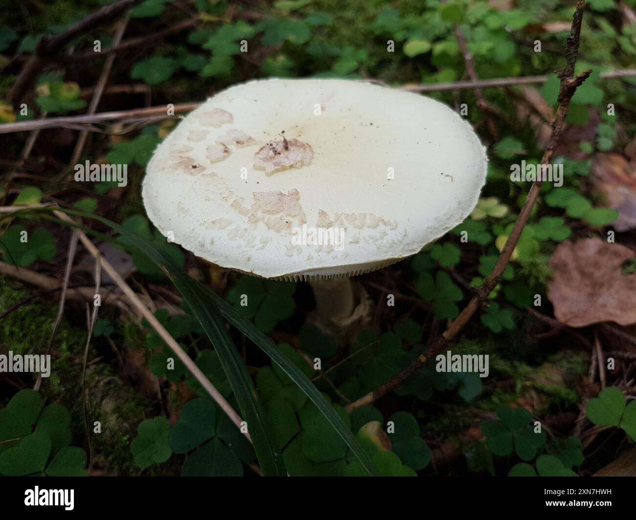 False Death-cap (Amanita citrina) Fungi Stock Photo - Alamy