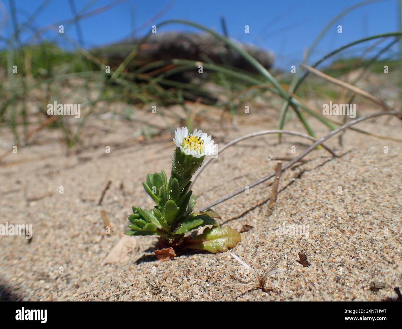 beach tidytips (Layia carnosa) Plantae Stock Photo - Alamy